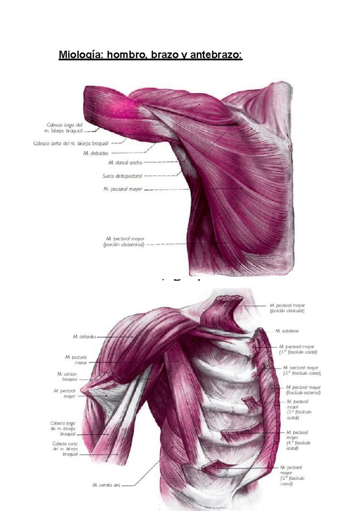 Miología hombro, brazo y antebrazo - Miología: hombro, brazo y ...