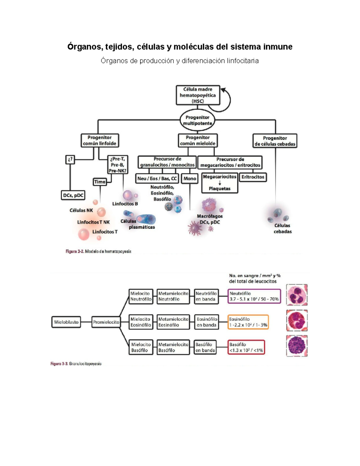 Tejido inmune - Órganos, tejidos, células y moléculas del sistema inmune Órganos de producción y ...