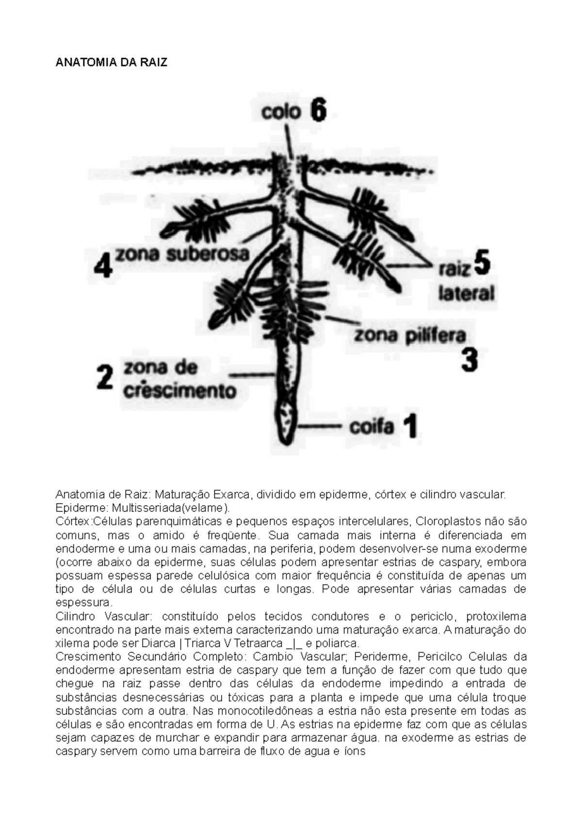 Anotações Raiz Caule Folha Flor Fruto e Semente - ANATOMIA DA RAIZ ...