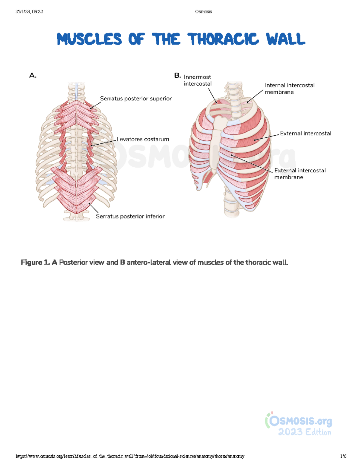 Muscles of the thoracic wall Osmosis - MUSCLES OF THE THORACIC WALL ...