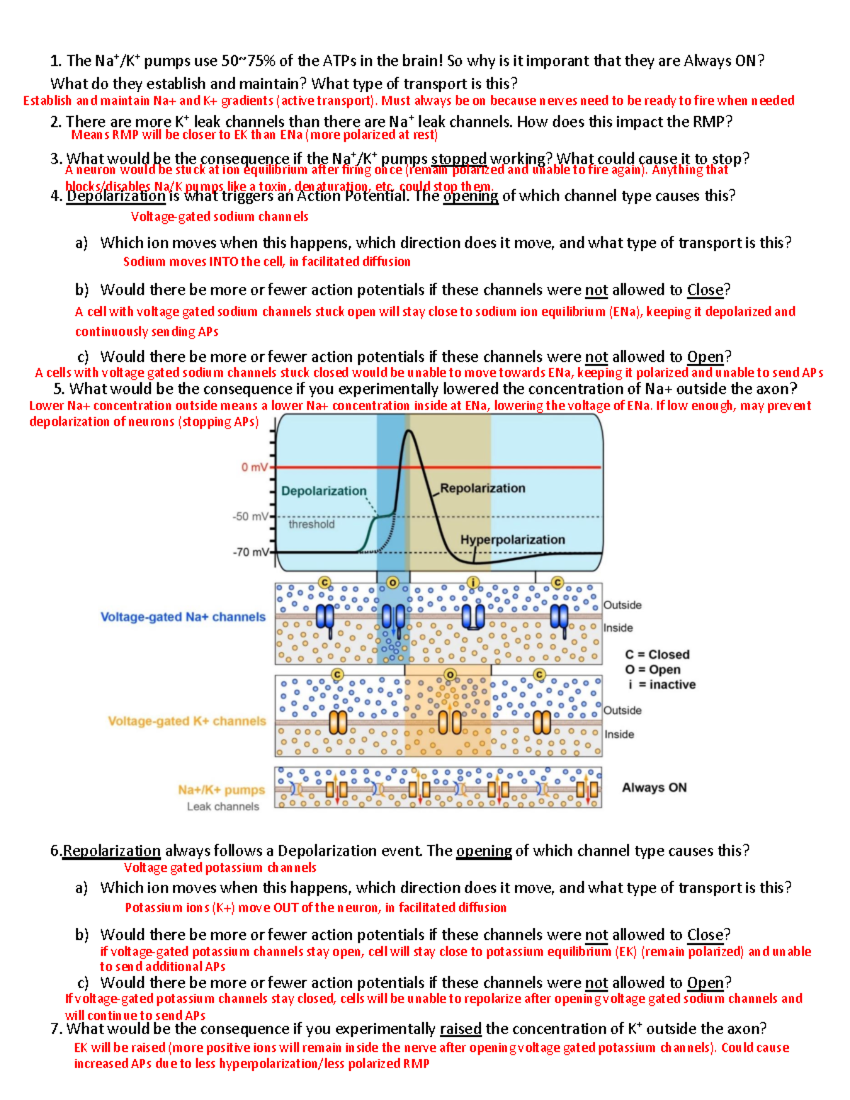 Lecture handout - Action potential KEY - 1. The Na+/K+ pumps use 50~75% ...
