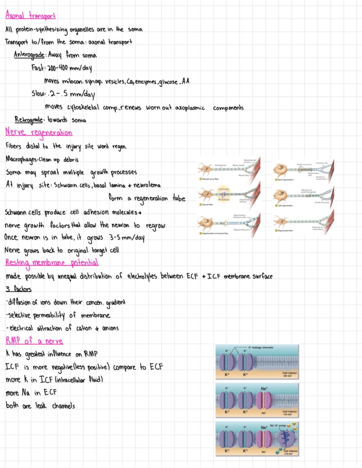 Biol Notes-30 - Anatomy and Physiology 1 lecture notes - BIOL221 - Studocu