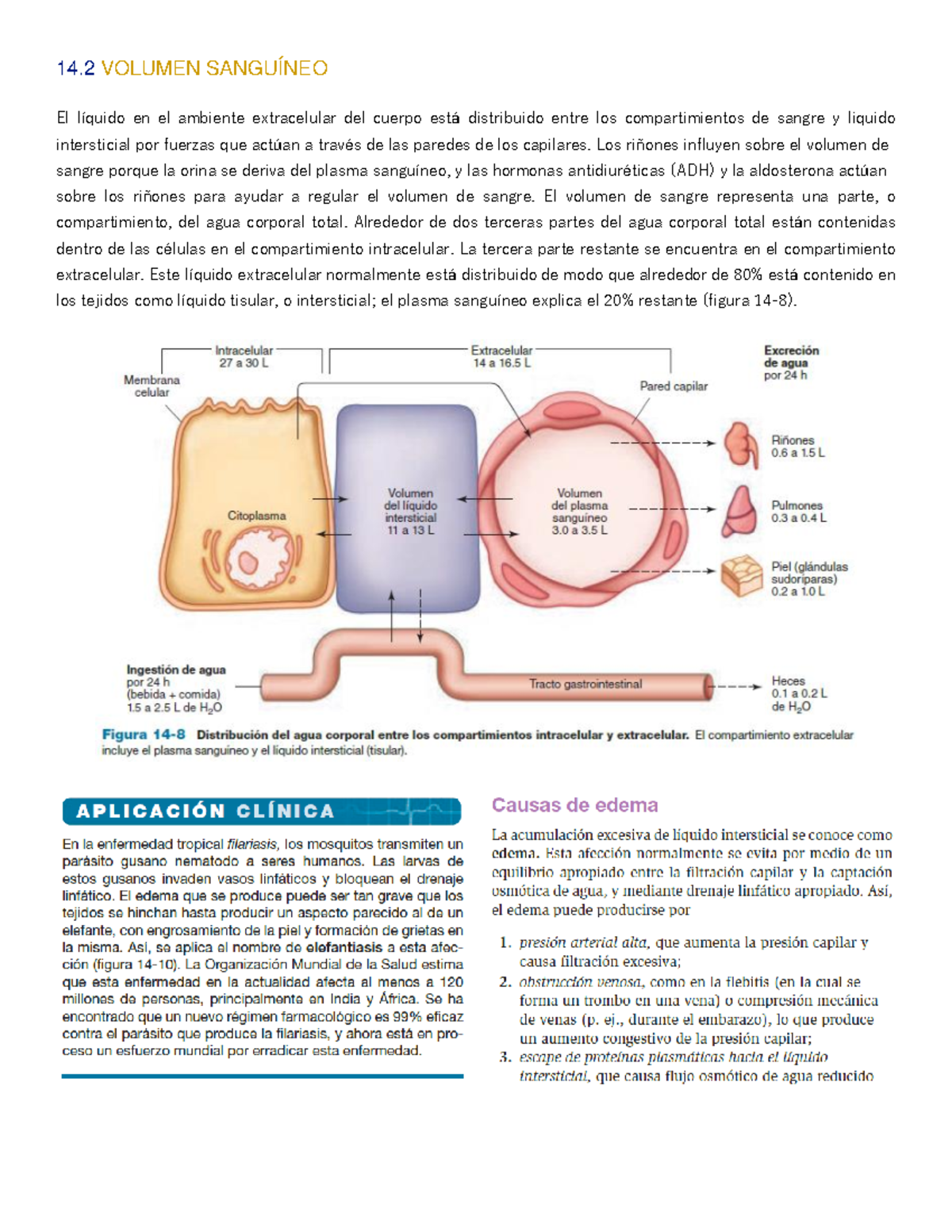 Gasto Cardiaco - psicología humana - 14 VOLUMEN SANGUÍNEO El líquido en ...