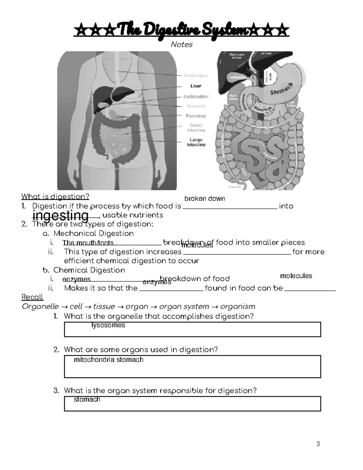 Dig System HW 1 - sdasasasasasassasasasasasasass - ☆☆☆The Digestive ...