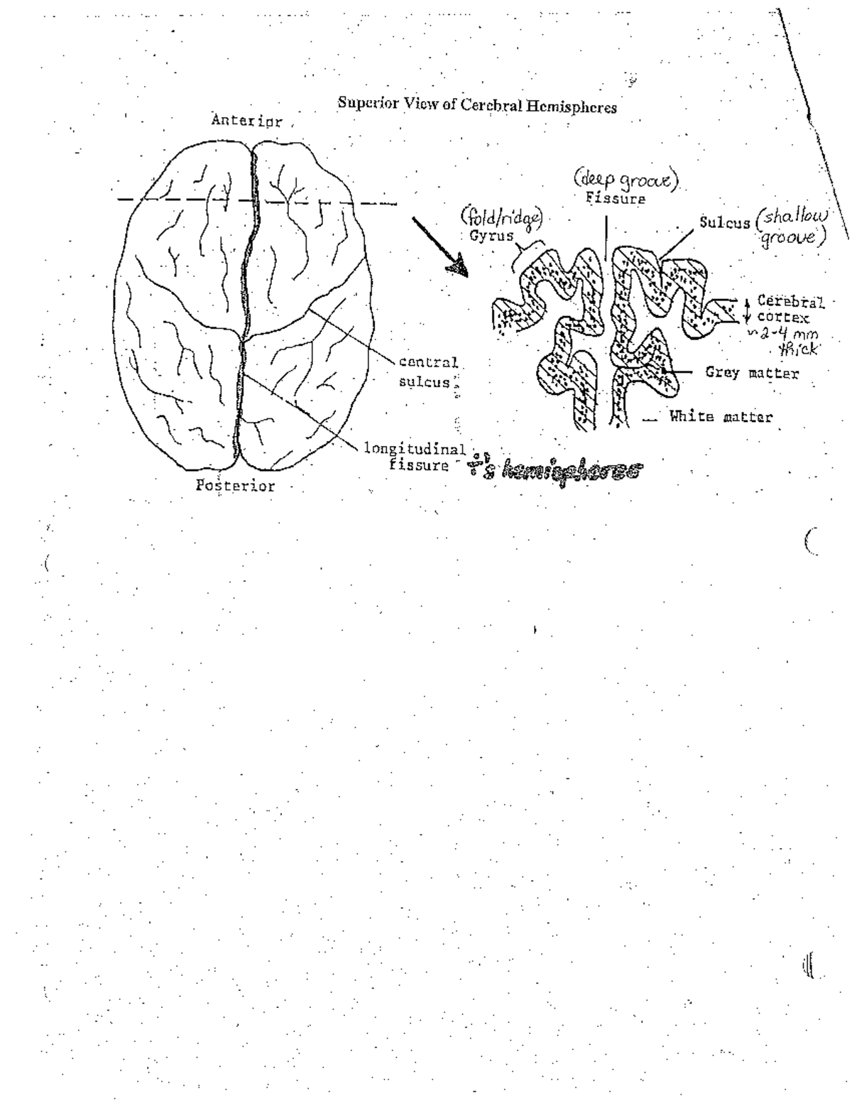 CNS Chapter 14 Handout - cerebral hemispheres - BIOL-1112 - Superior ...