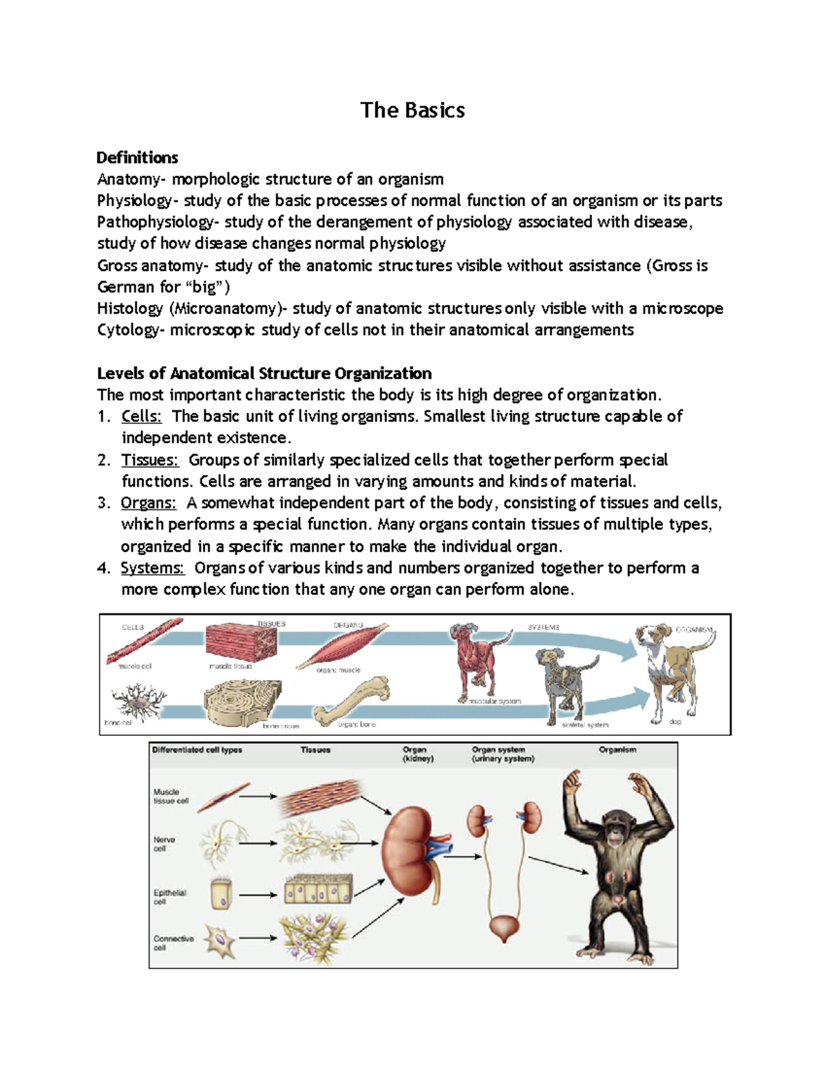 1- Basic Anatomical Structure - The Basics Definitions Anatomy ...