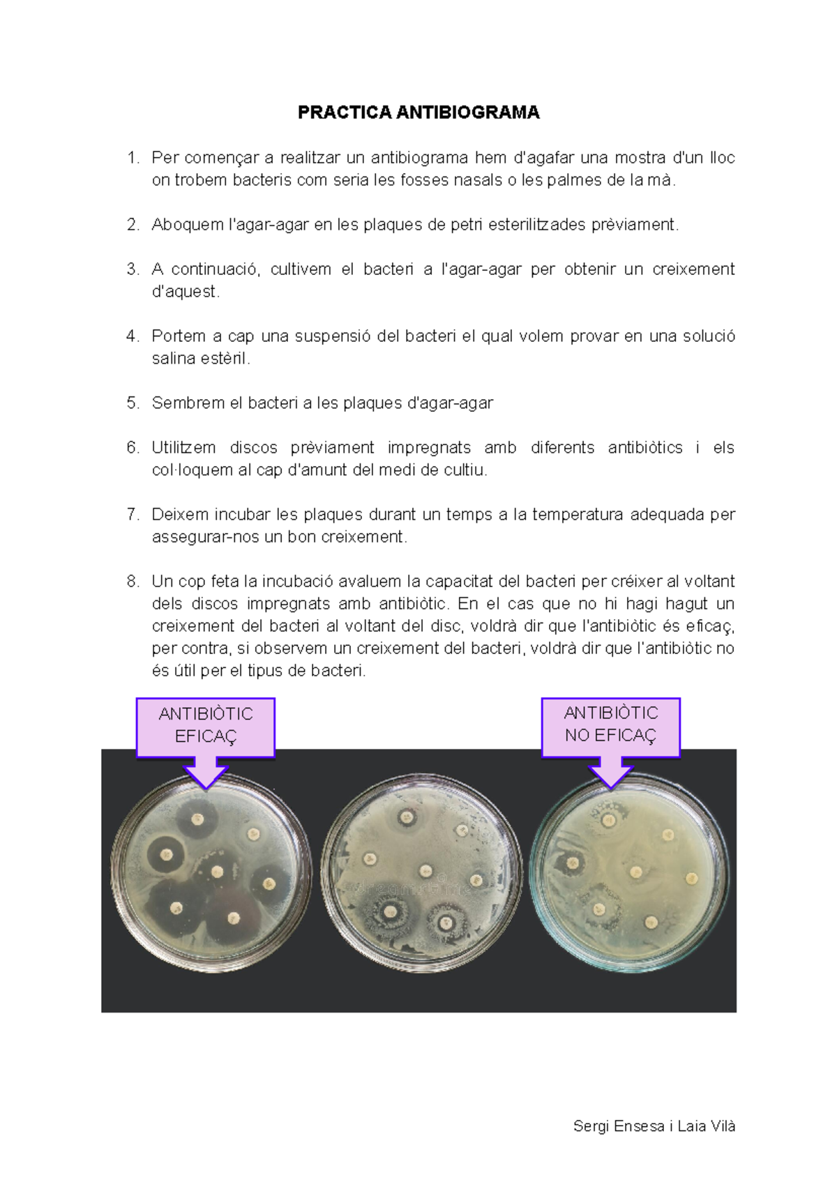 Com fer un antibiograma - PRACTICA ANTIBIOGRAMA Per començar a ...