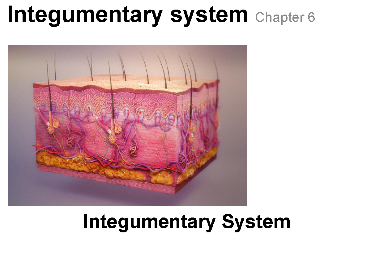 CH 6 Lecture - Integumentary - Integumentary system Chapter 6 ...