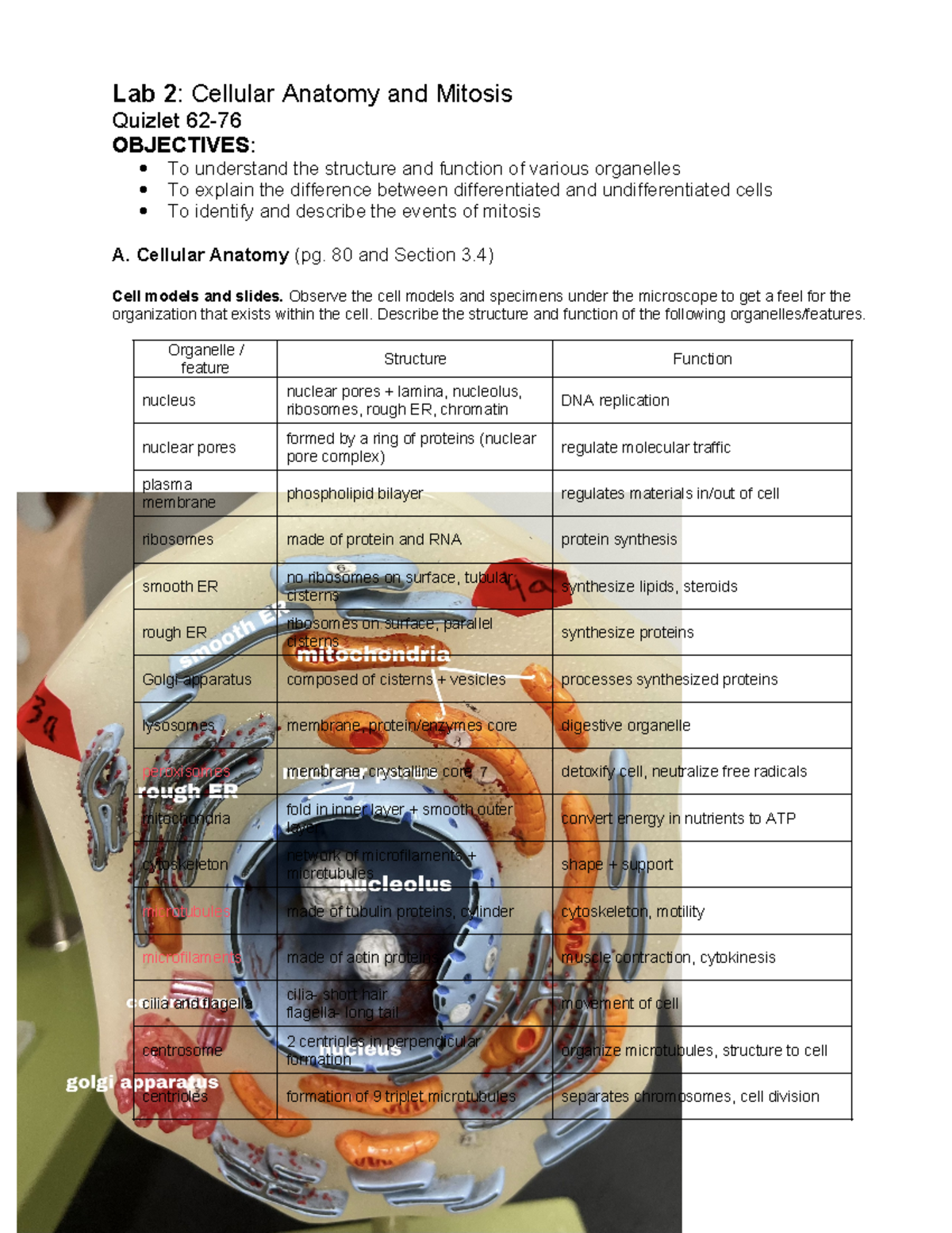 Lab 2 - Cell Anatomy and Mitosis - Lab 2: Cellular Anatomy and Mitosis ...