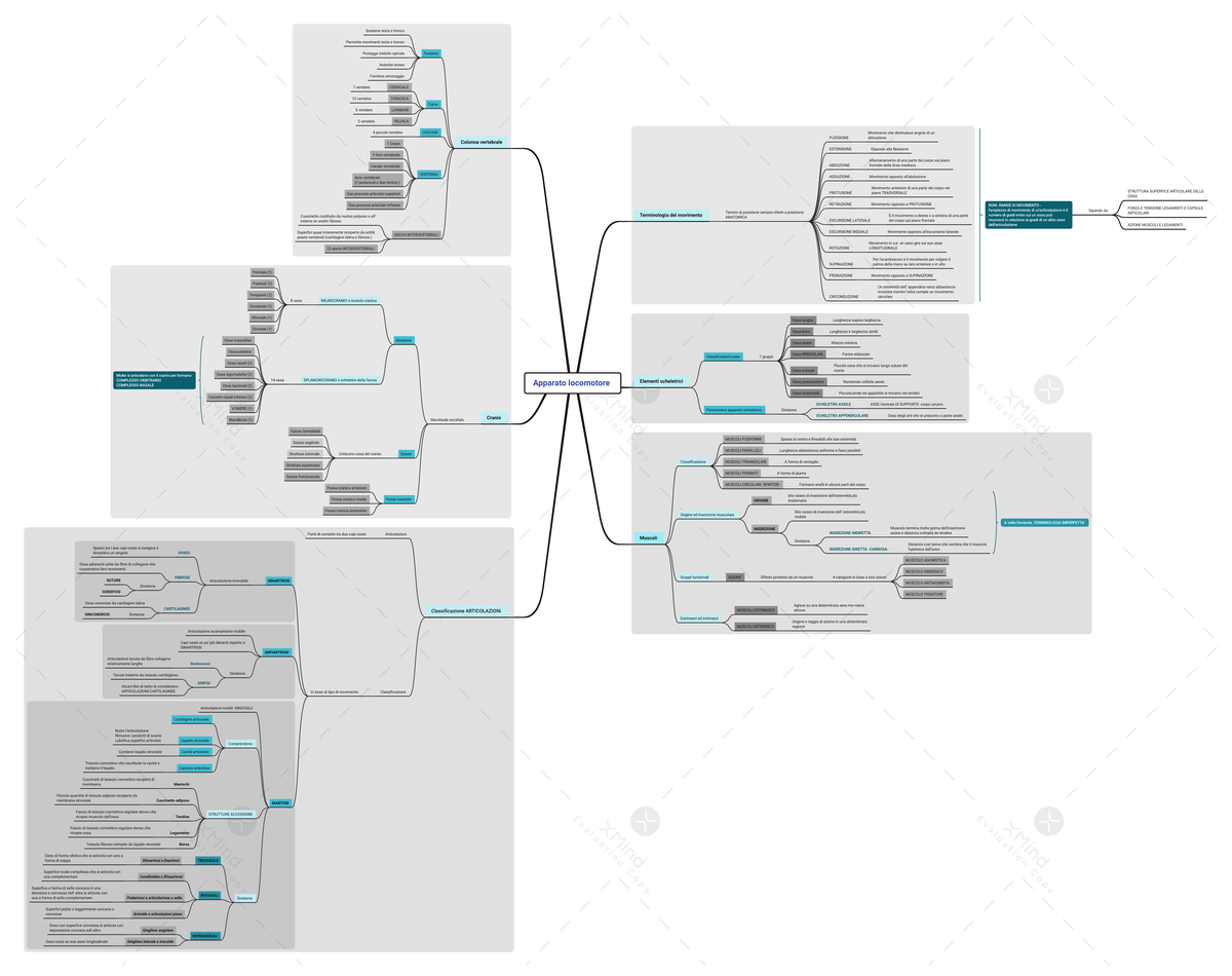 Apparato locomotore mappa concettuale - Apparato locomotore ...