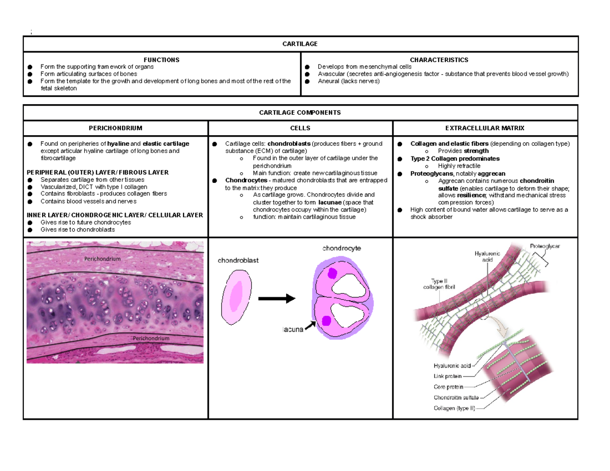 01 Histo LEC Cartilage - ; CARTILAGE FUNCTIONS Form the supporting ...