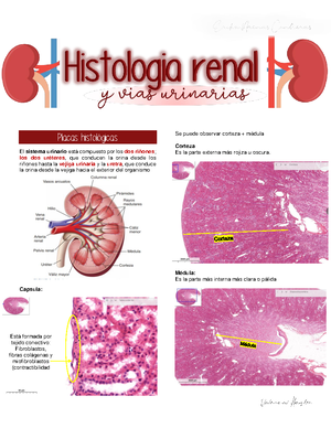 Elastasa fecal - Información para el paciente Instrucción para la ...