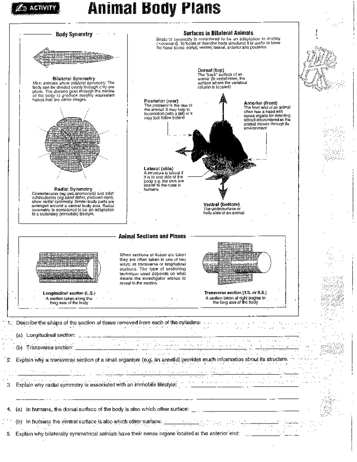 Bio Wk Animal Body Plans - ACTIVITY Animal Body Plans Body Symmetry ...