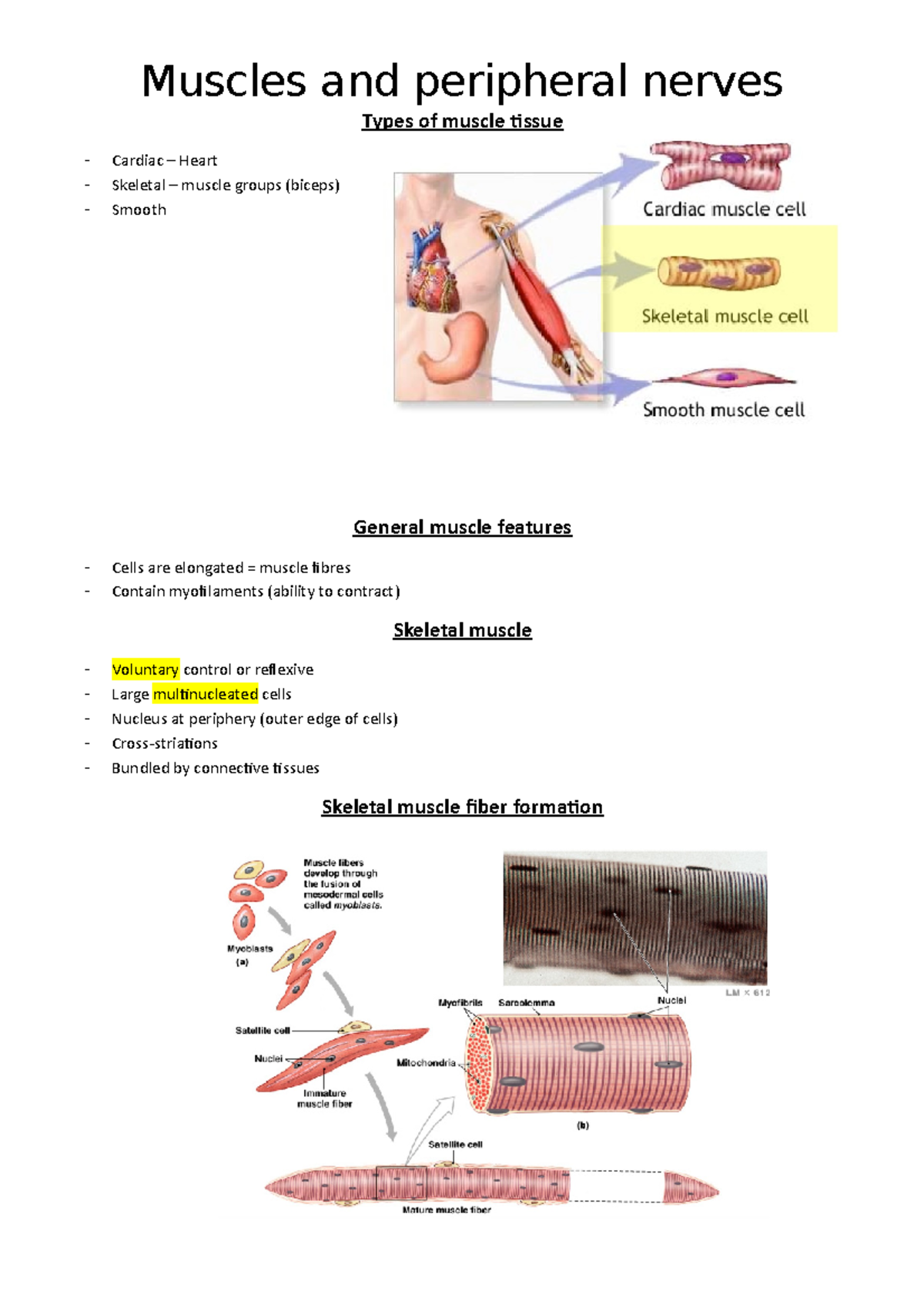 Muscles and peripheral nerves - Nuclei just beneath the sarcolemma a ...