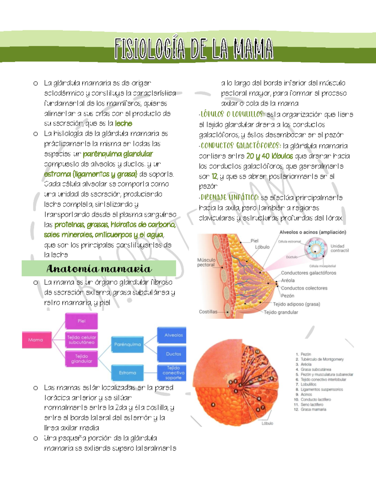 Fisiología DE LA MAMA - apunte de la fisiologia de la mama - o La gl ...