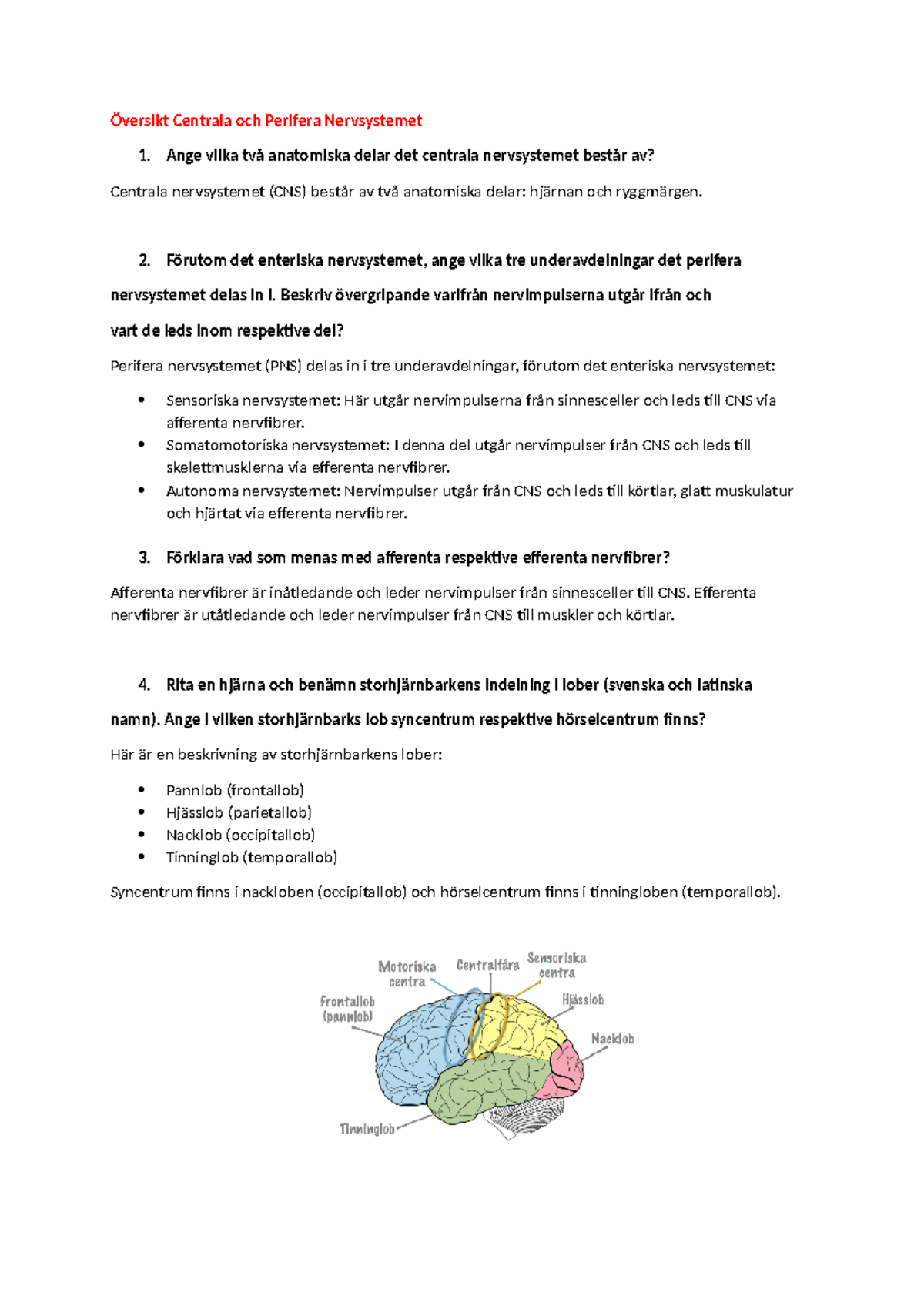 Workshop - nervsystemet - Översikt Centrala och Perifera Nervsystemet 1 ...