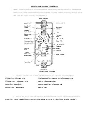 Cardiology Revision - cardio notes - Cardiology Revision The main ...