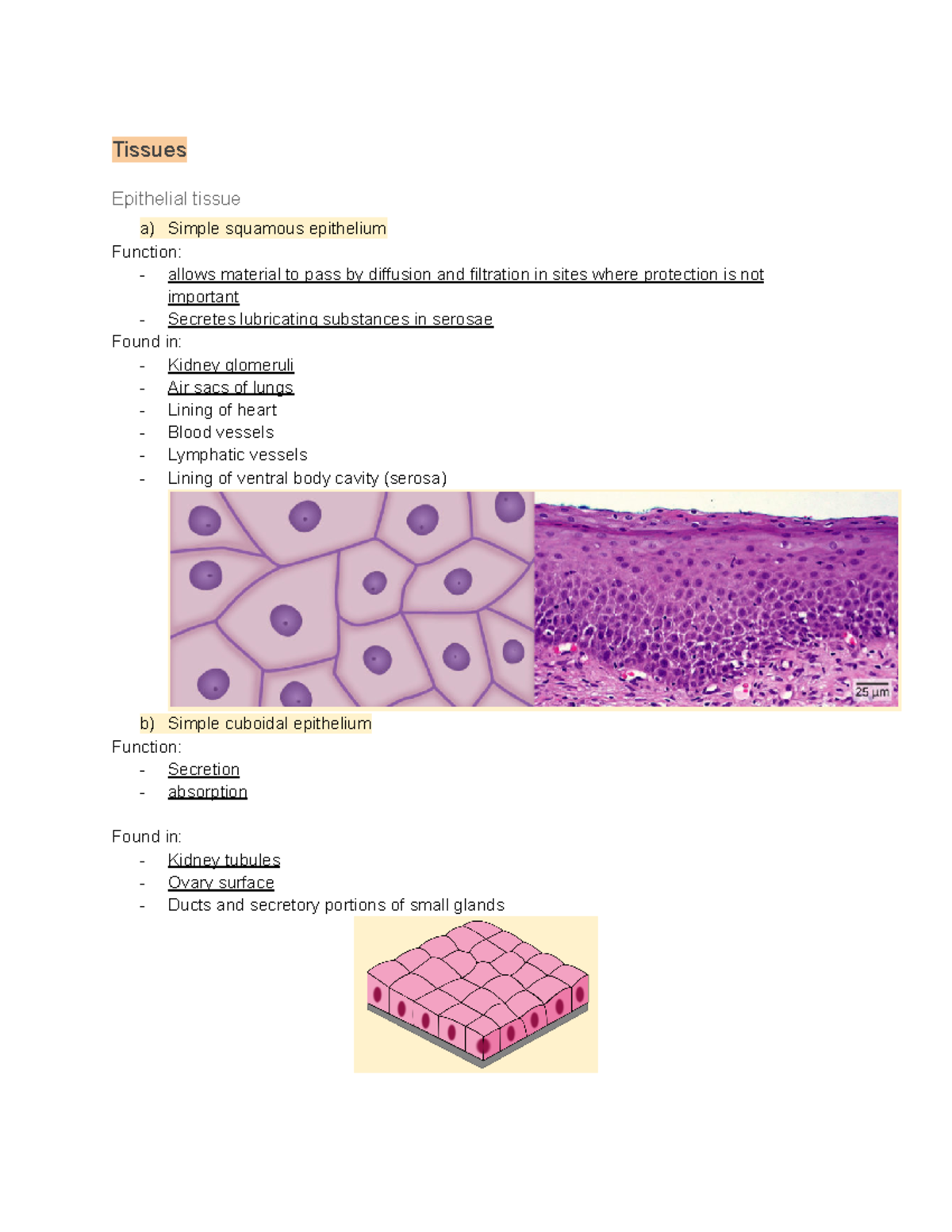 Anatomy lab test II on tissues and their functions - Tissues Epithelial ...