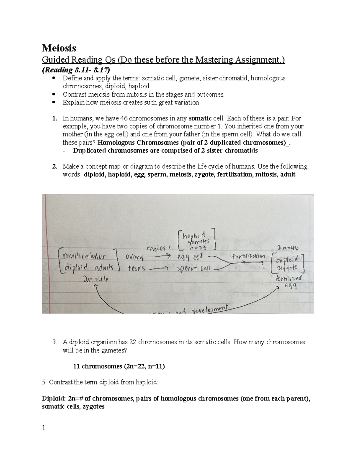 Lesson 10 GRQs - Meiosis Guided Reading Qs (Do these before the ...