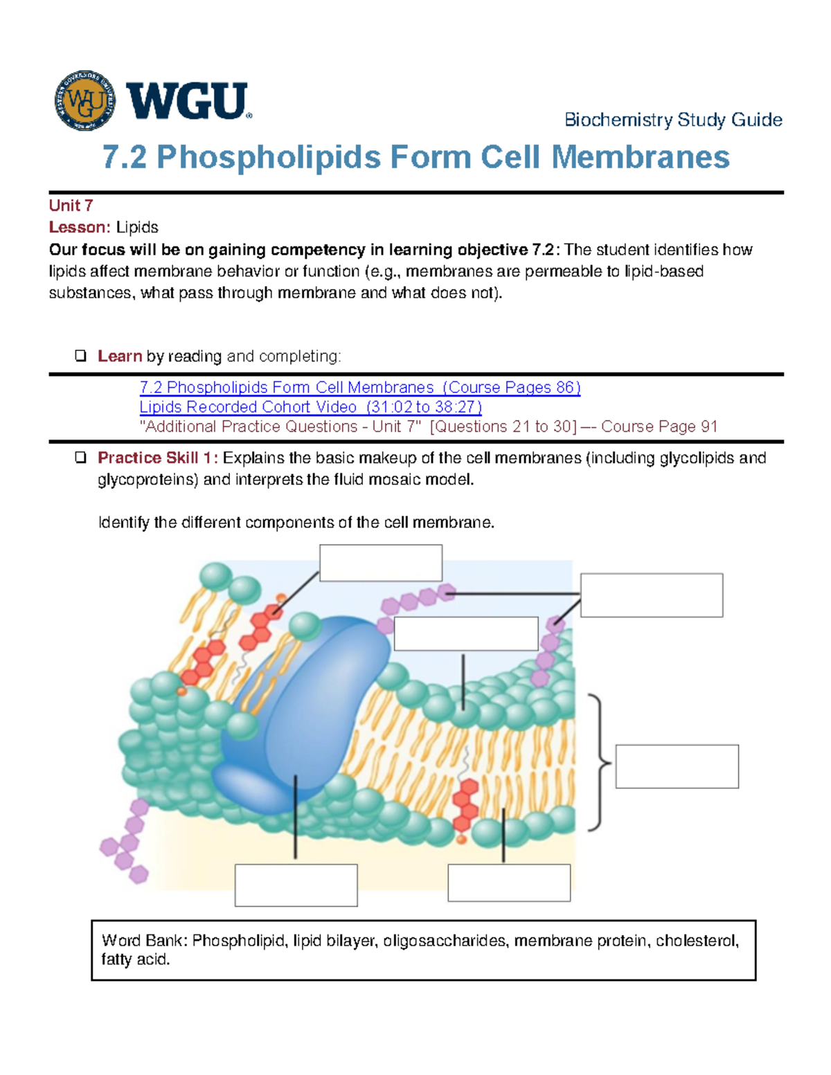 72 Phospholipids Form Cell Membranes - Biochemistry Study Guide 7 ...