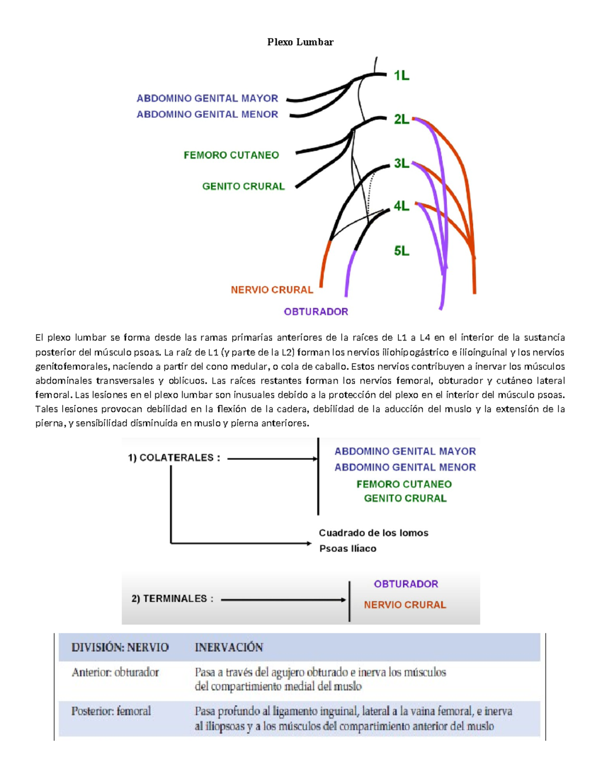 Plexo Lumbar - Resumen Snell’s Clinical Neuroanatomy, SAE - Plexo ...
