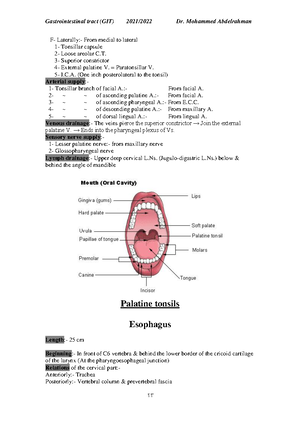 GIT anatomy-Stomach - Stomach anatomy and its clinically importance ...