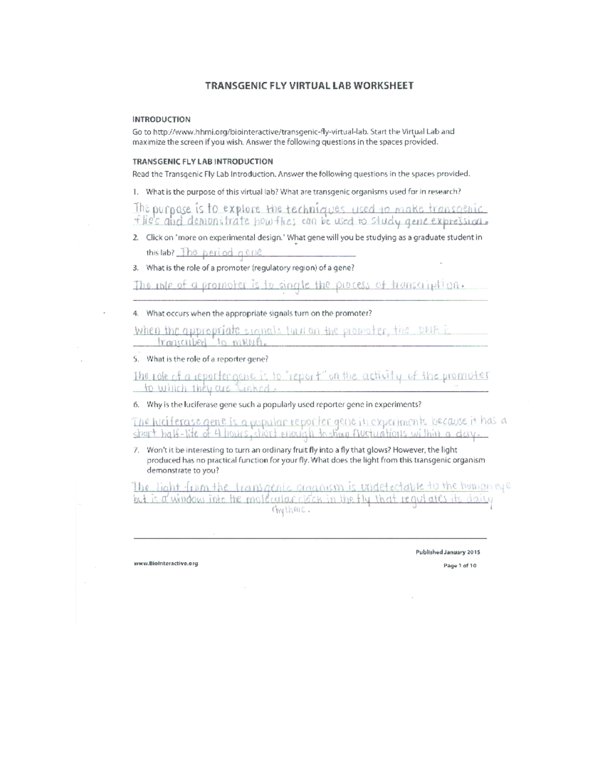 Real Transgenic Fly Lab - BIO 100 - Studocu