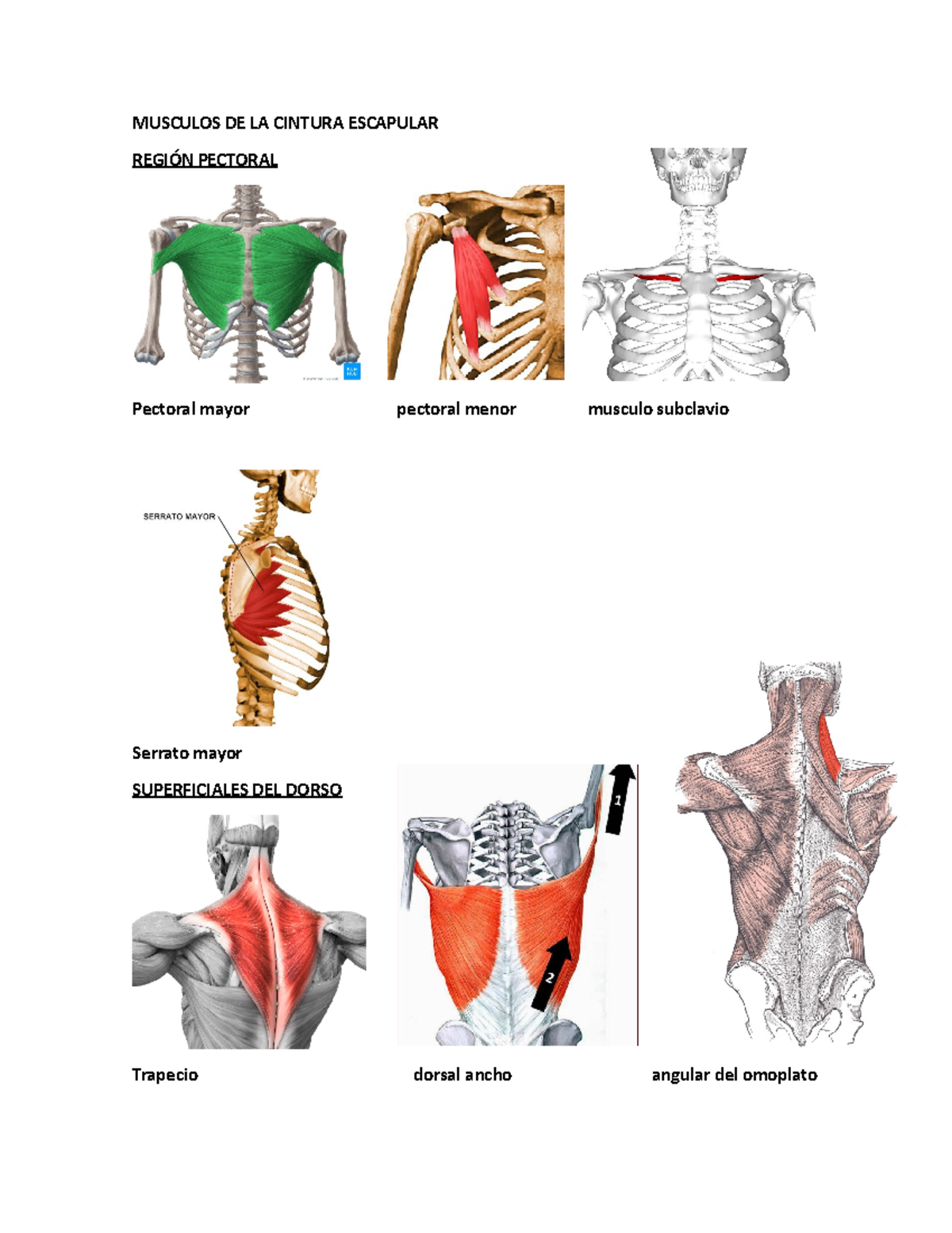 Parcial Anato - MUSCULOS DE LA CINTURA ESCAPULAR REGIÓN PECTORAL ...