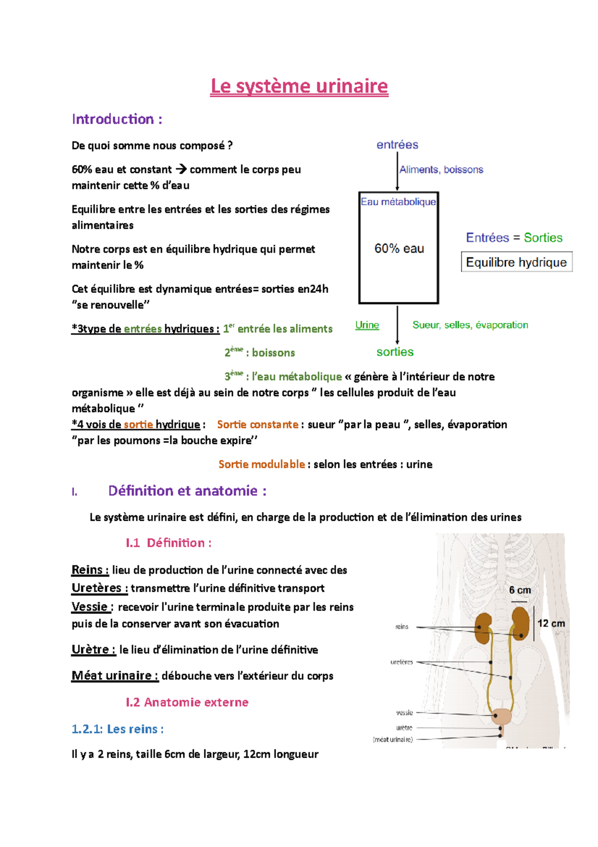 Systeme urinaire - Notes de cours 1 - Le système urinaire Introduction ...
