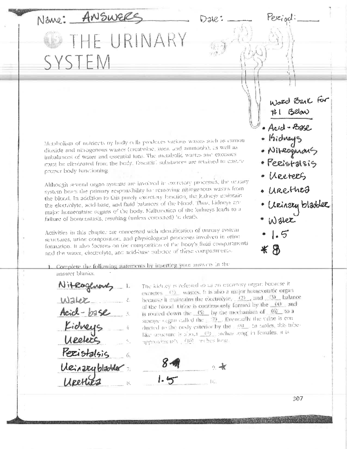 Urinary system answers - Name: ANSWERS Date : Period: THE URINARY ...
