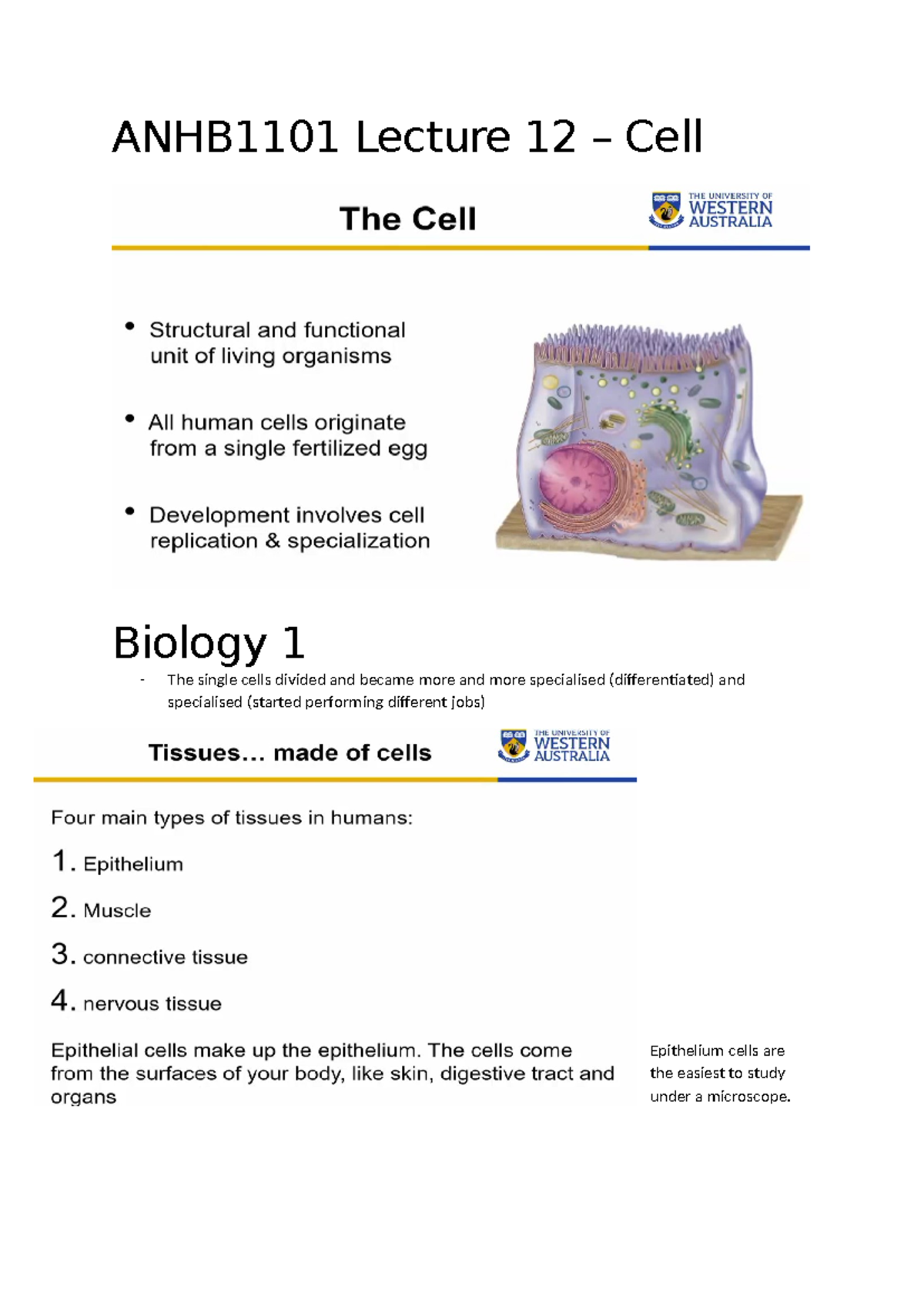 Lecture 12 - Cell Biology Lecture 1 - ANHB1101 Lecture 12 – Cell ...