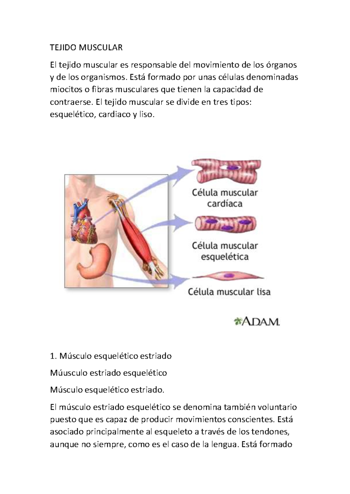 Tejido Muscular - Vertigo - TEJIDO MUSCULAR El tejido muscular es ...