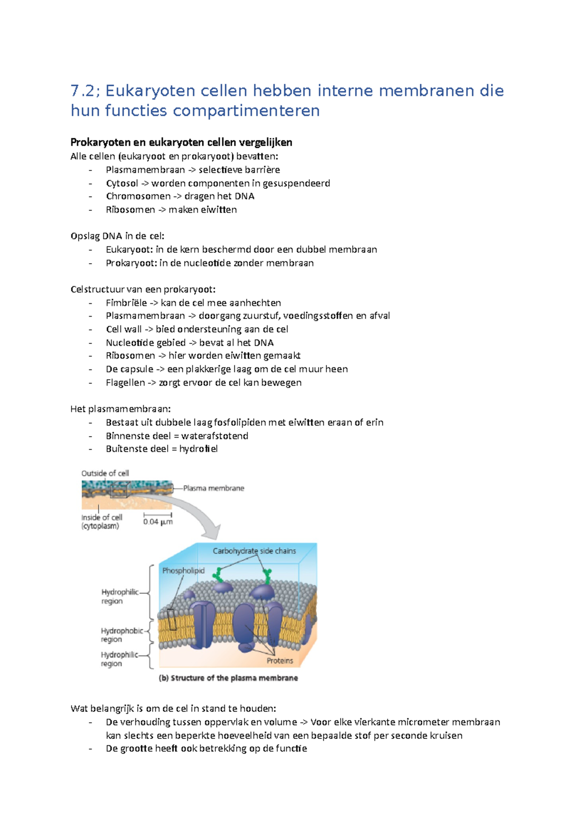 samenvatting van les 1.1 MCB12T - 7; Eukaryoten cellen hebben interne ...
