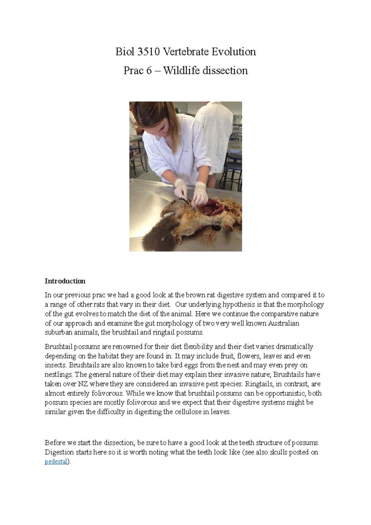 Possum disection prac 6 - Biol 3510 Vertebrate Evolution Prac 6 ...