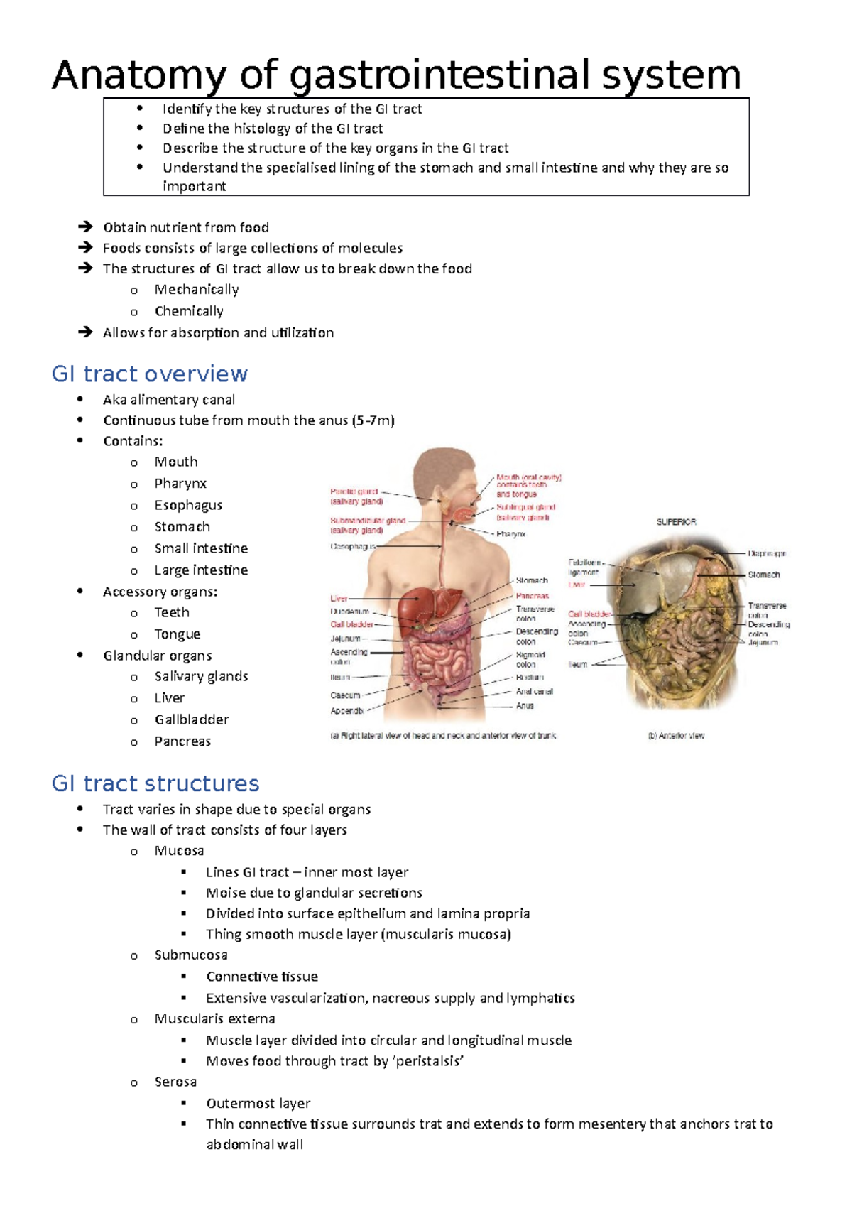 10. Anatomy of gastrointestinal system - Anatomy of gastrointestinal ...
