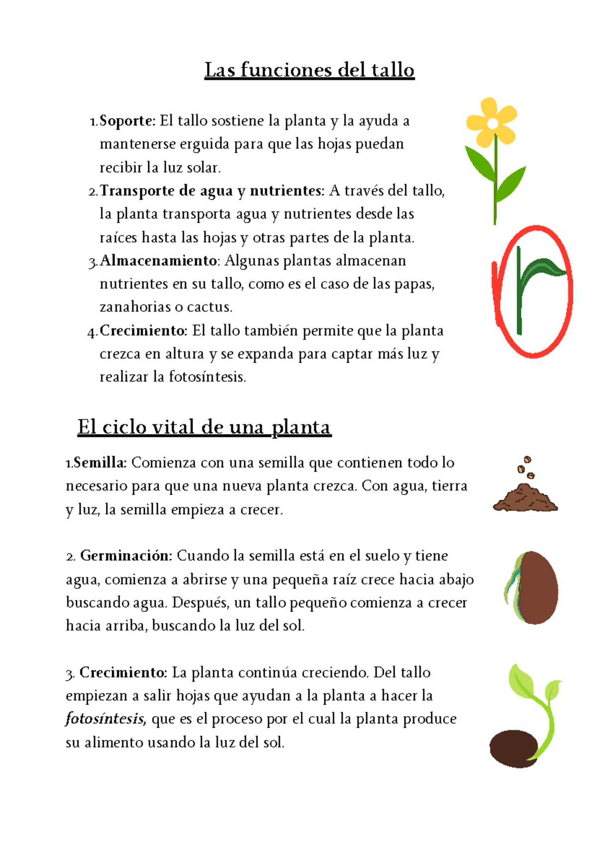 Las funciones del tallo - Las funciones del tallo Soporte: El tallo ...