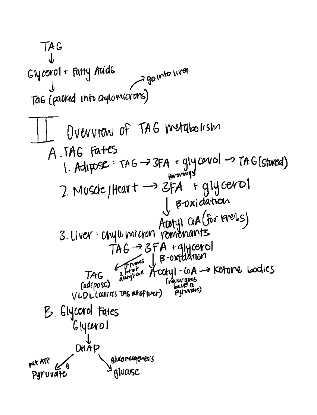 TAG metabolism - Storage and mobilization of TAG, b-oxidation - FA to ...