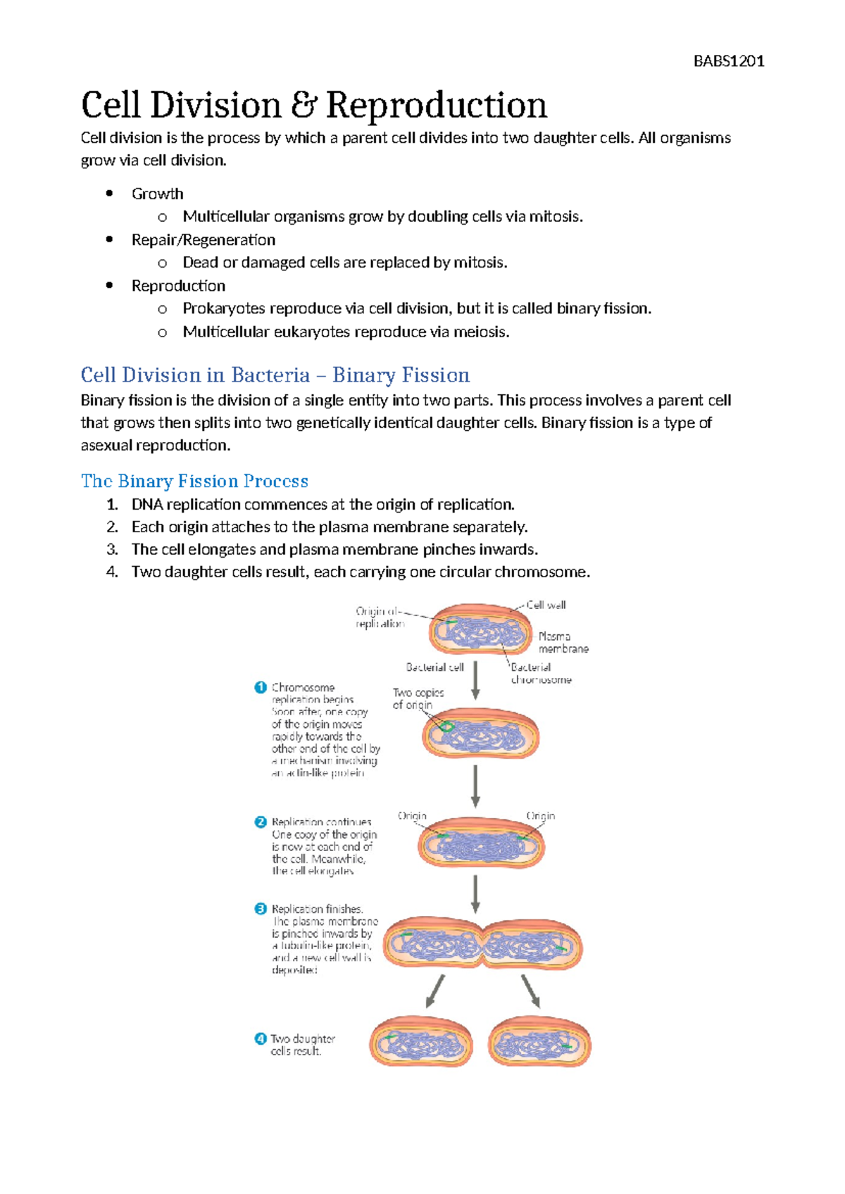 Lecture 15: Cell Division - Cell Division & Reproduction Cell division ...