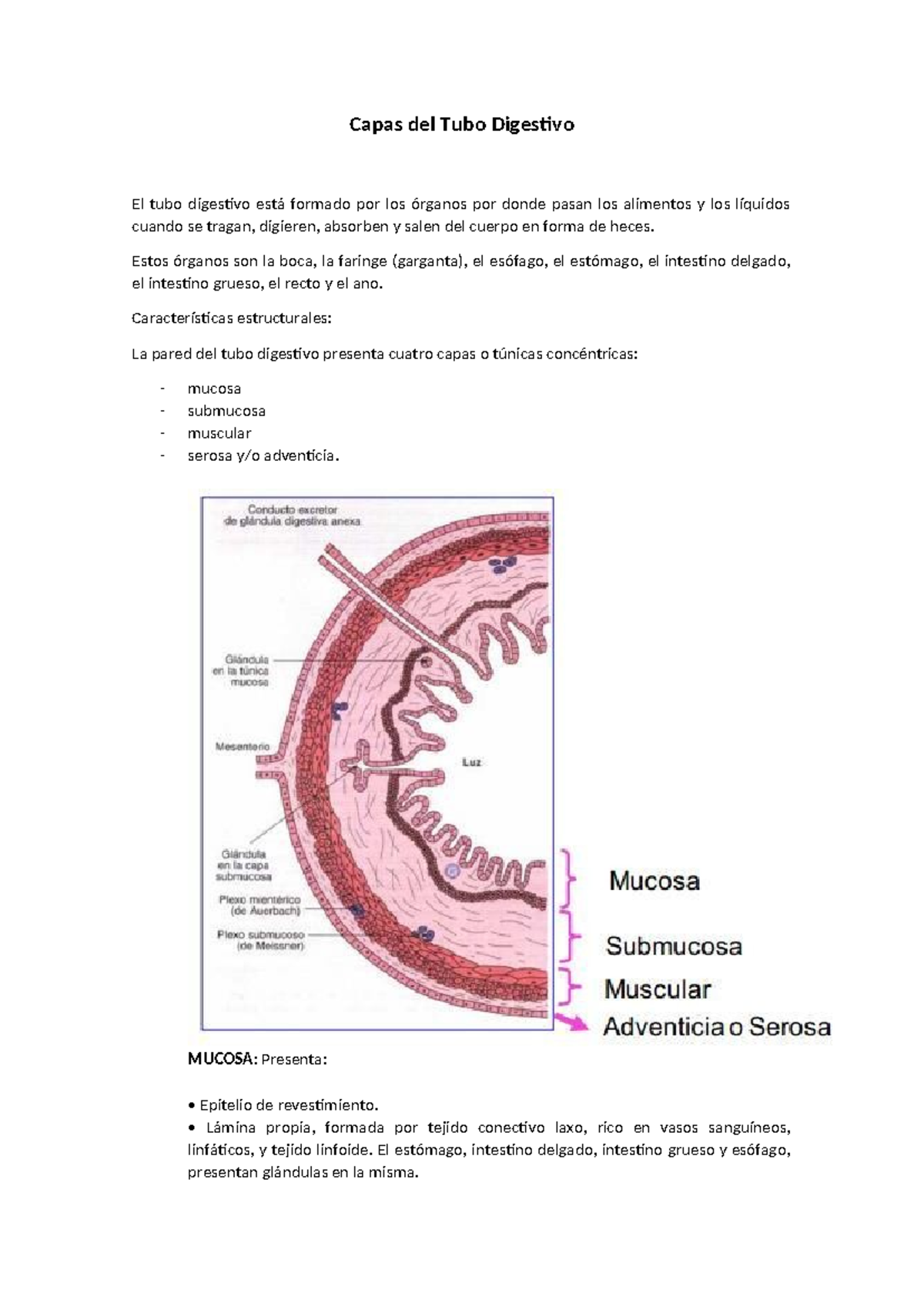 Capas del Tubo Digestivo - Estos órganos son la boca, la faringe ...