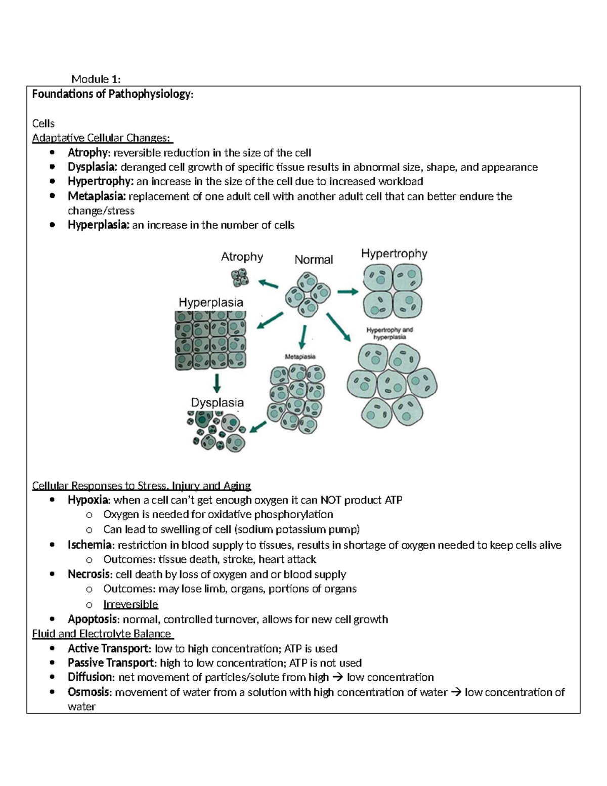 Module 1-3 Exam Study Guide - Module 1: Foundations of Pathophysiology ...
