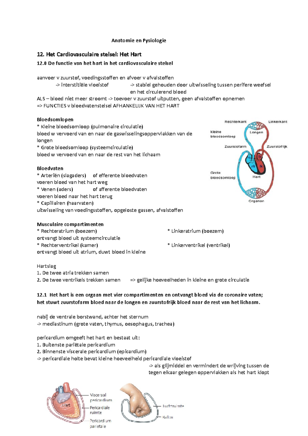 12. Het Cardiovasculaire stelsel - Het Hart - Anatomie en Fysiologie 12. Het Cardiovasculaire ...
