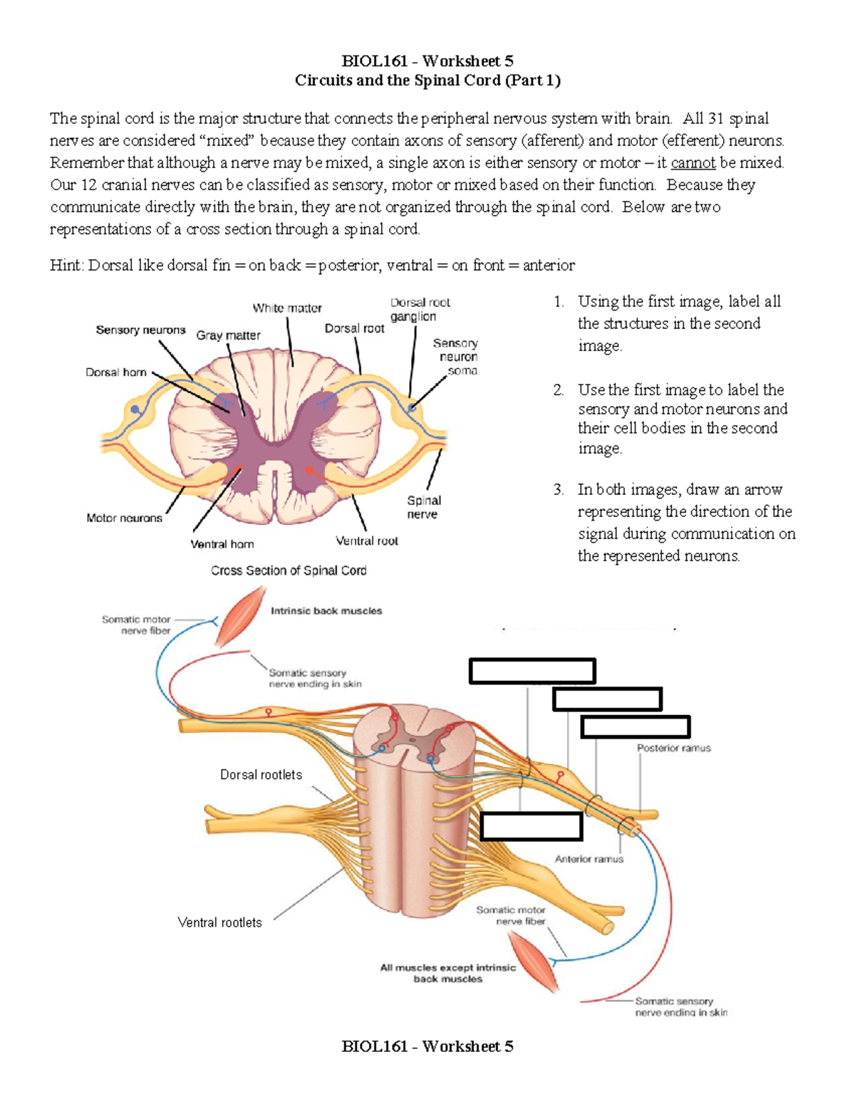 5Spinal Cord - spinal cord ws - BIOL161 - Worksheet 5 Circuits and the ...