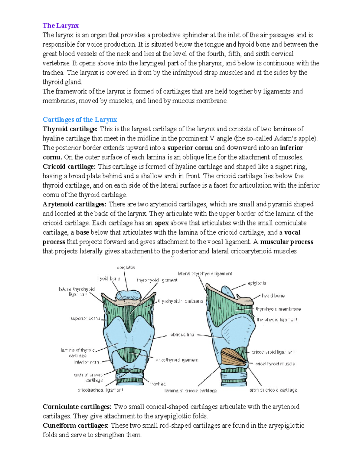THE Larynx - The Larynx The larynx is an organ that provides a ...