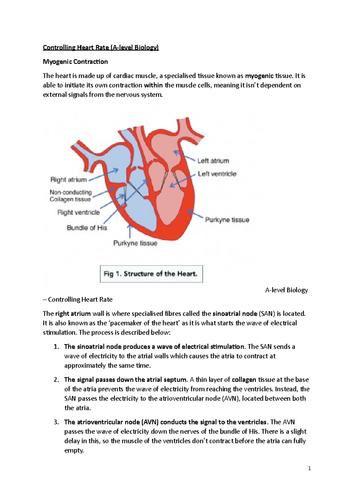 Controlling Heart Rate - It is able to initiate its own contraction ...