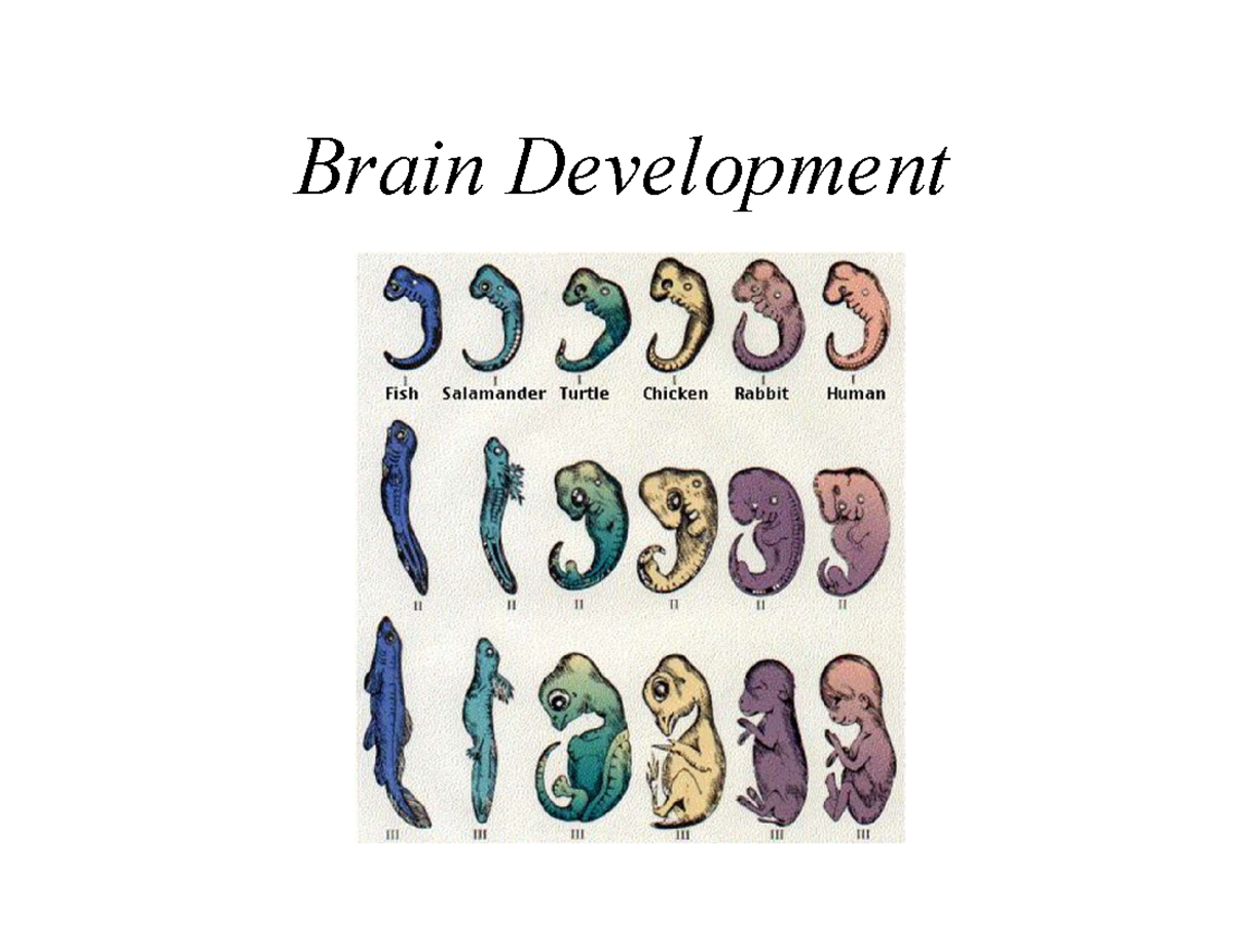 Brain Development and Neural Remodelling - Studocu