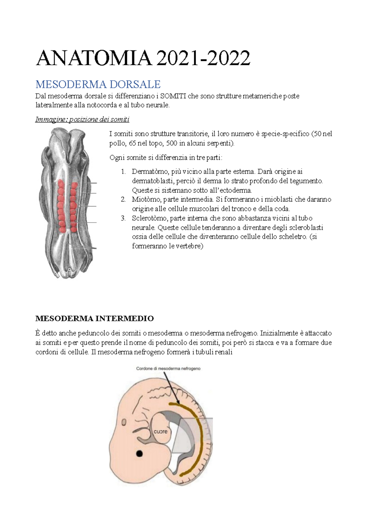 Anatomia comparata Mesoderma dorsale e intermedio - Chimica Organica ...