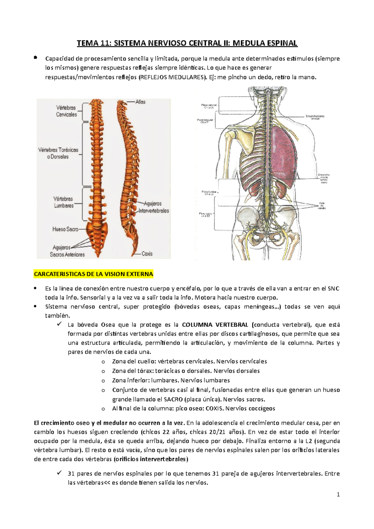 TEMA 11 - TEMA 11: SISTEMA NERVIOSO CENTRAL II: MÉDULA ESPINAL - TEMA ...