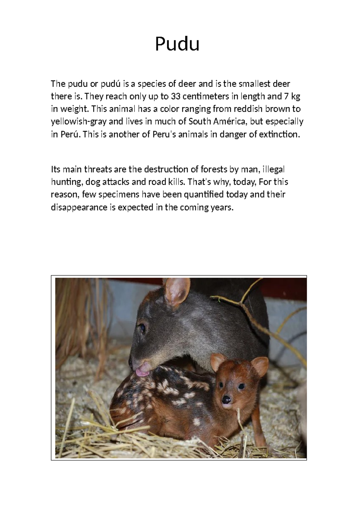 Pudu - The pudu or pudú is a species of deer and is the smallest deer ...