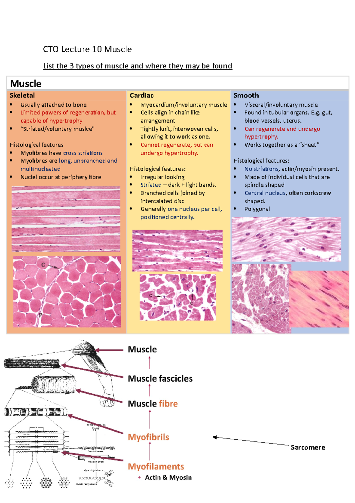 CTO 10 Muscle - CTO Lecture 10 Muscle List the 3 types of muscle and ...