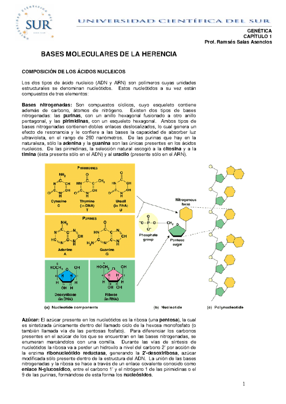 Bases Moleculares de la Herencia - CAPÍTULO 1 Prof. Ramsés Salas Asencios BASES MOLECULARES DE ...